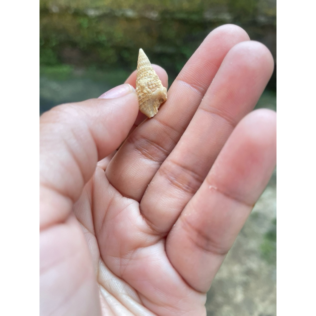 Shop suso shell for Sale on Shopee Philippines