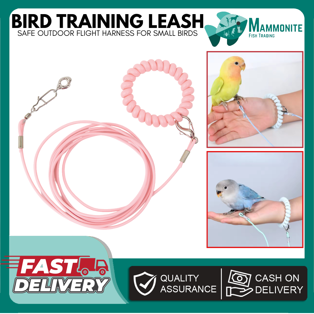 Bird Flying Training Leash Rope Anti-flying Foot Chain Outdoor Bird ...