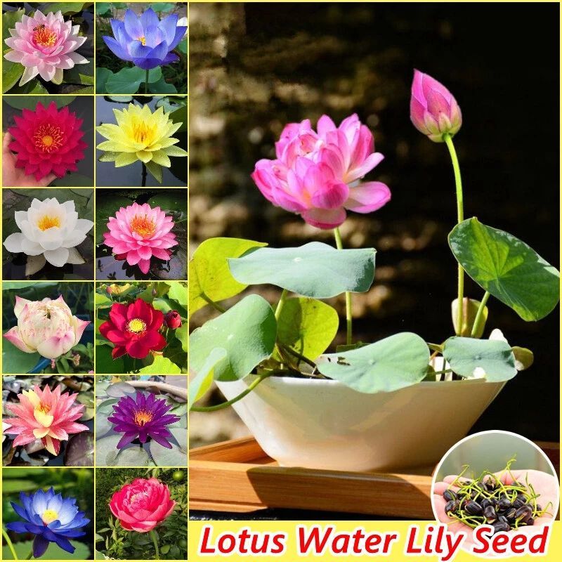 20pcs/bag Lotus water lily bonsai seed garden hobbies multiple colour ...