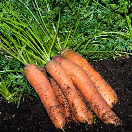 (1000 pcs) Kuroda Carrots Seeds Potted Carrot Plant Veggie Seeds ...