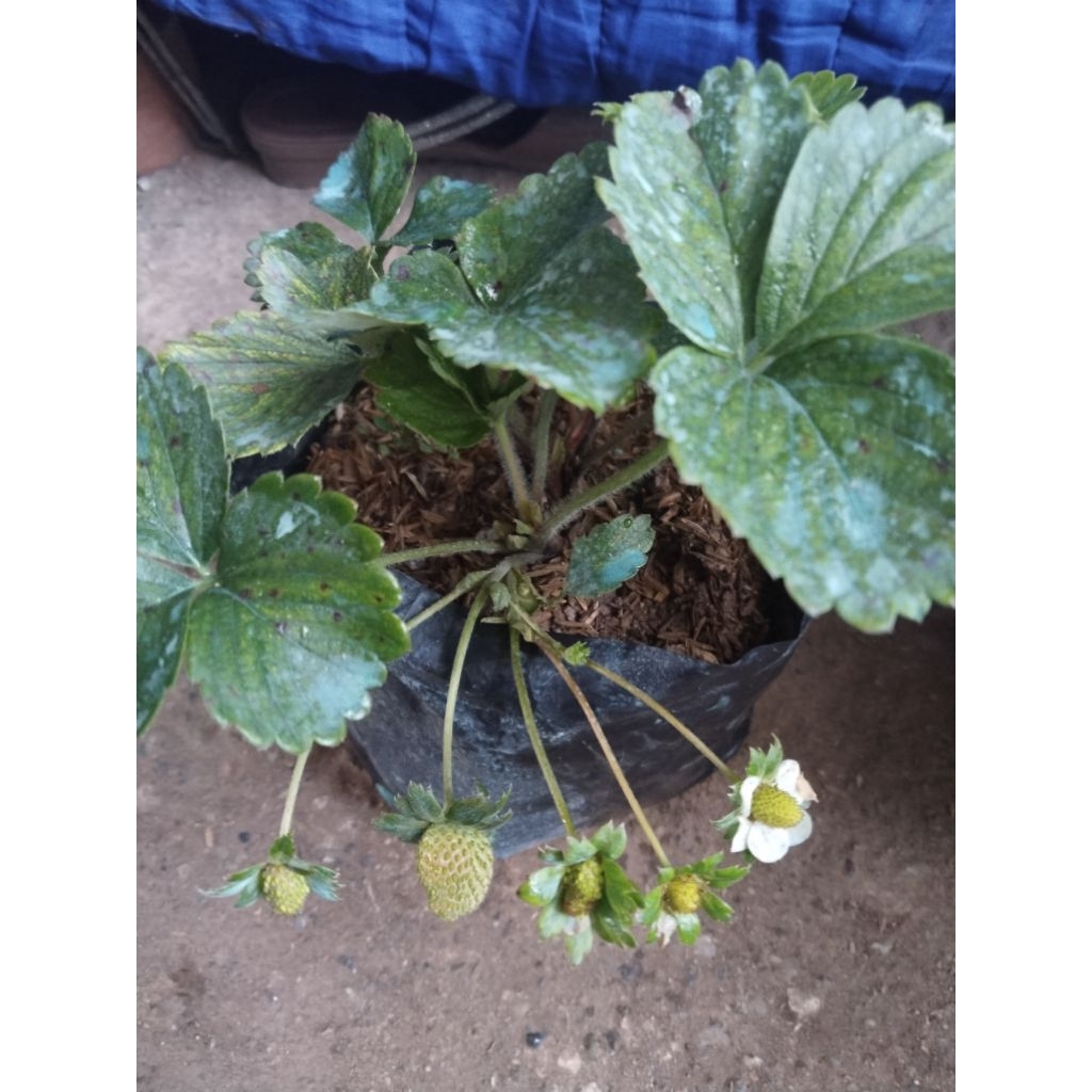king berry strawberry sale | Shopee Philippines