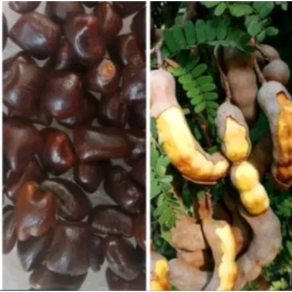 Sampalok Seeds /Sweet tamarind seeds for planting(15 seeds per pack ...
