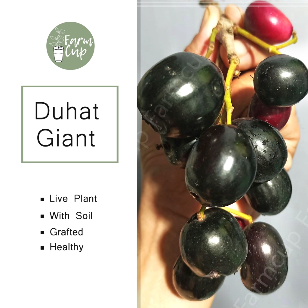 Duhat Giant (GRAFTED) seedlings 24 to 36 inches tall | Shopee Philippines