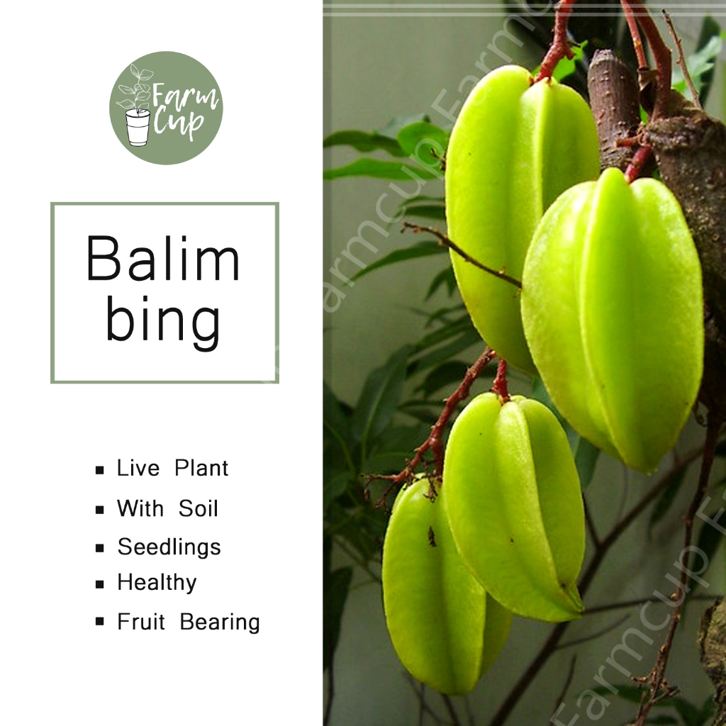 BALIMBING (seedlings) 26 to 38 inches tall | Shopee Philippines