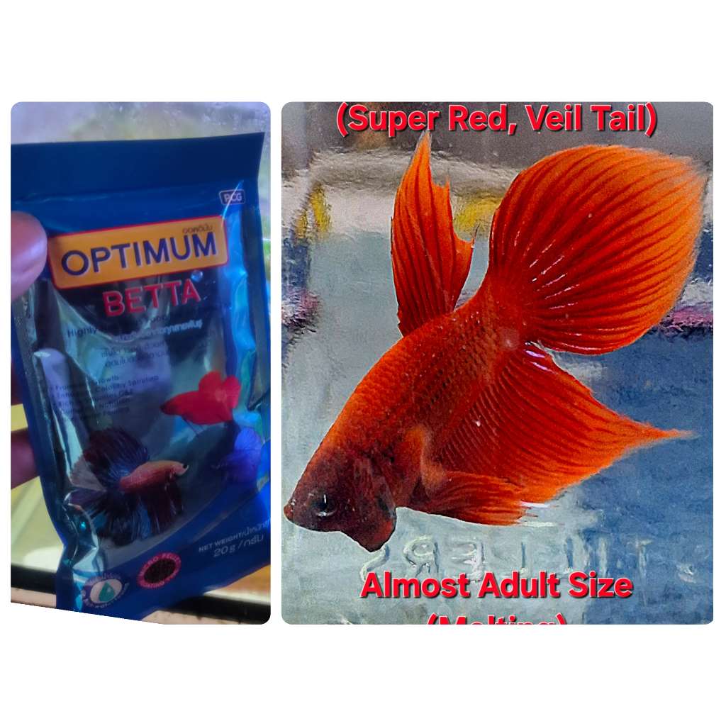 Optimum - Betta Fish - for Halfmoon, HMPK, Dumbo Ear, Doubletail ...