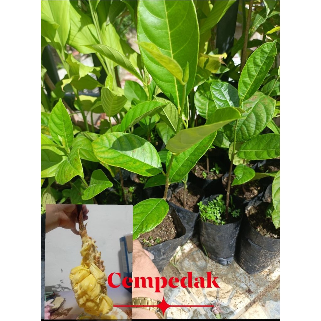 CEMPEDAK/JACKFRUIT THAT HAS MARANG TEXTURE/ SEEDLINGS (highly recommend ...