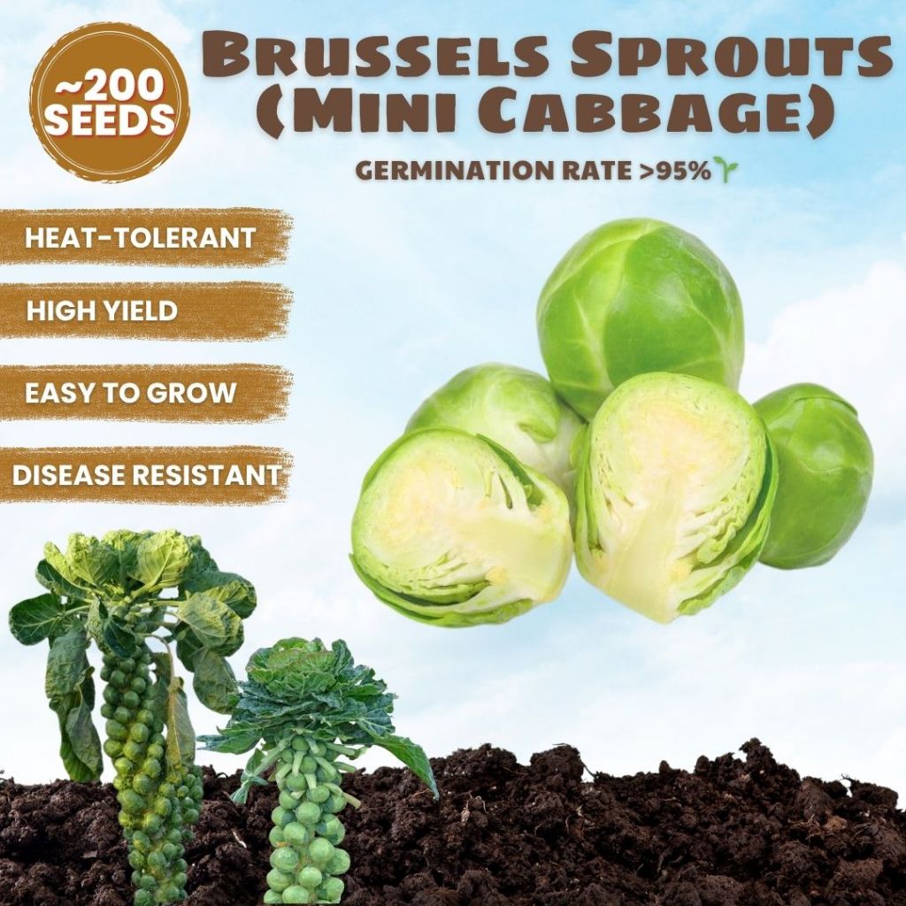 Brussels Sprouts Bonsai/ Mini Cabbage Seeds(F1) -200 Seeds | Heat ...