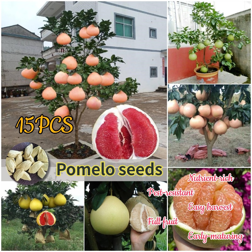 15pcs Seeds Bonsai Pomelo Seeds for Planting Fruits Davao Pomelo Seeds ...