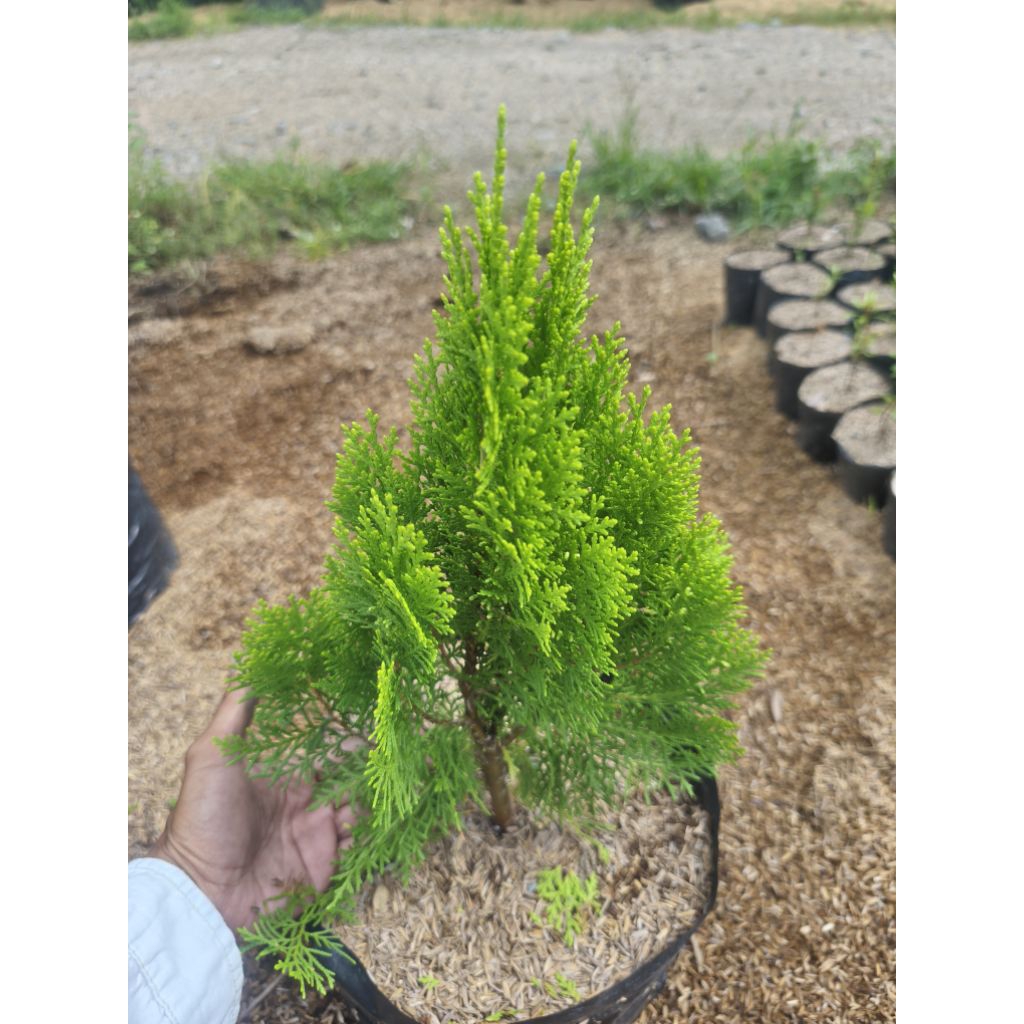 Fan Cypress ( BUY 5 PLUS 1) | Shopee Philippines