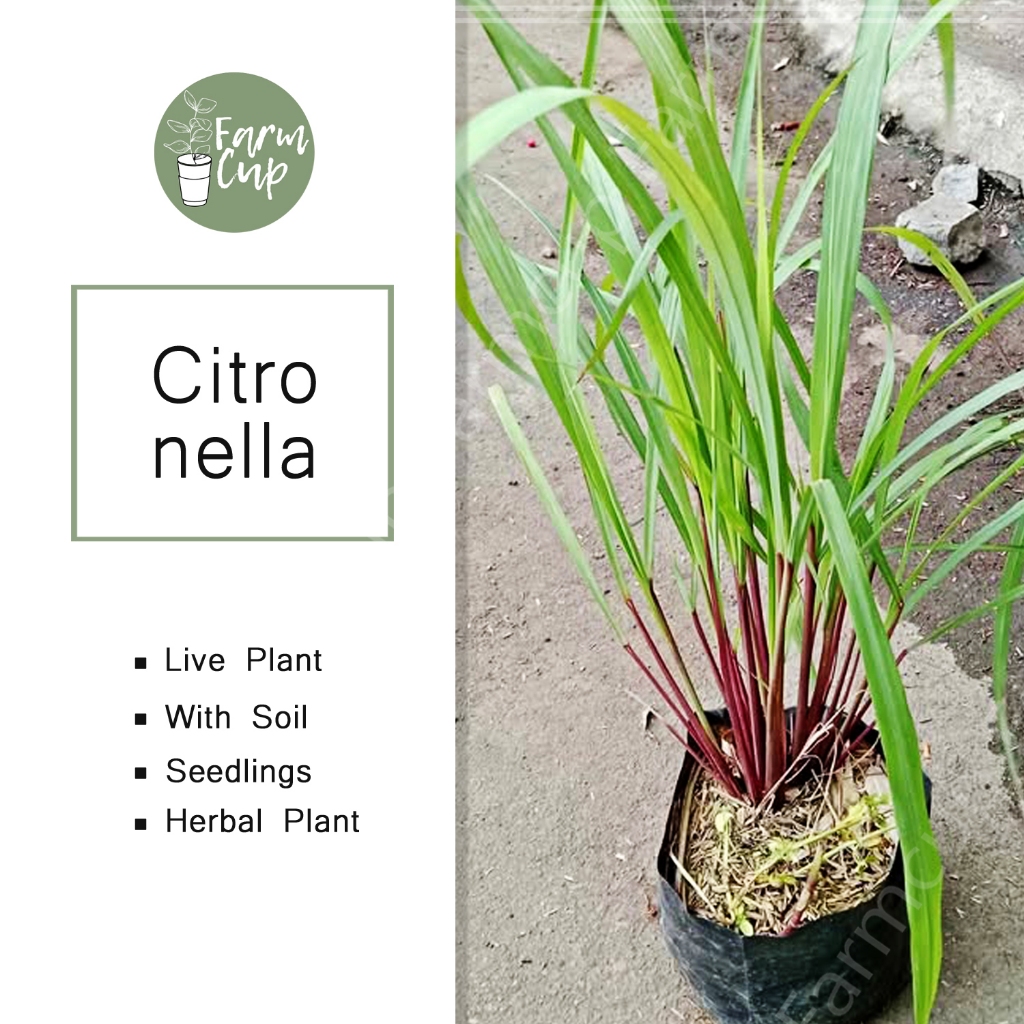 CITRONELLA STALK and Seedlings | Shopee Philippines