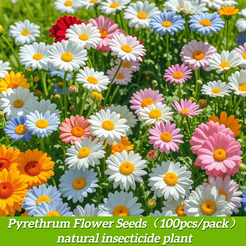 Dwarf Pyrethrum Seeds - Compact Growth (30-40cm), Perfect for Borders ...
