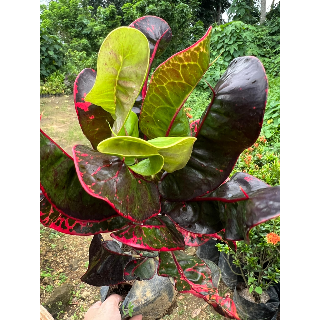 Croton Thai Live plants with garden soil for indoor/outdoor | Shopee ...