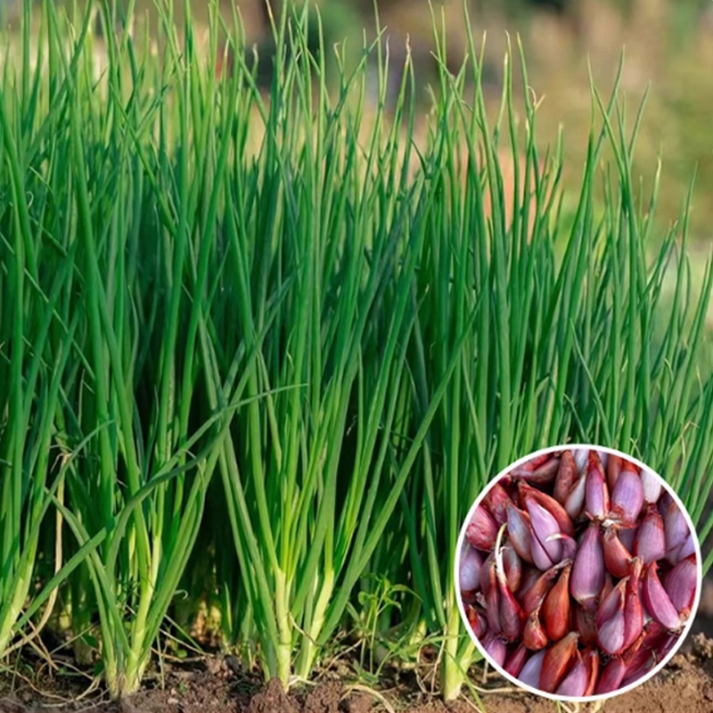 Organic Shallot Greens Seeds (Dahon ng Sibuyas) - Ideal for Filipino ...
