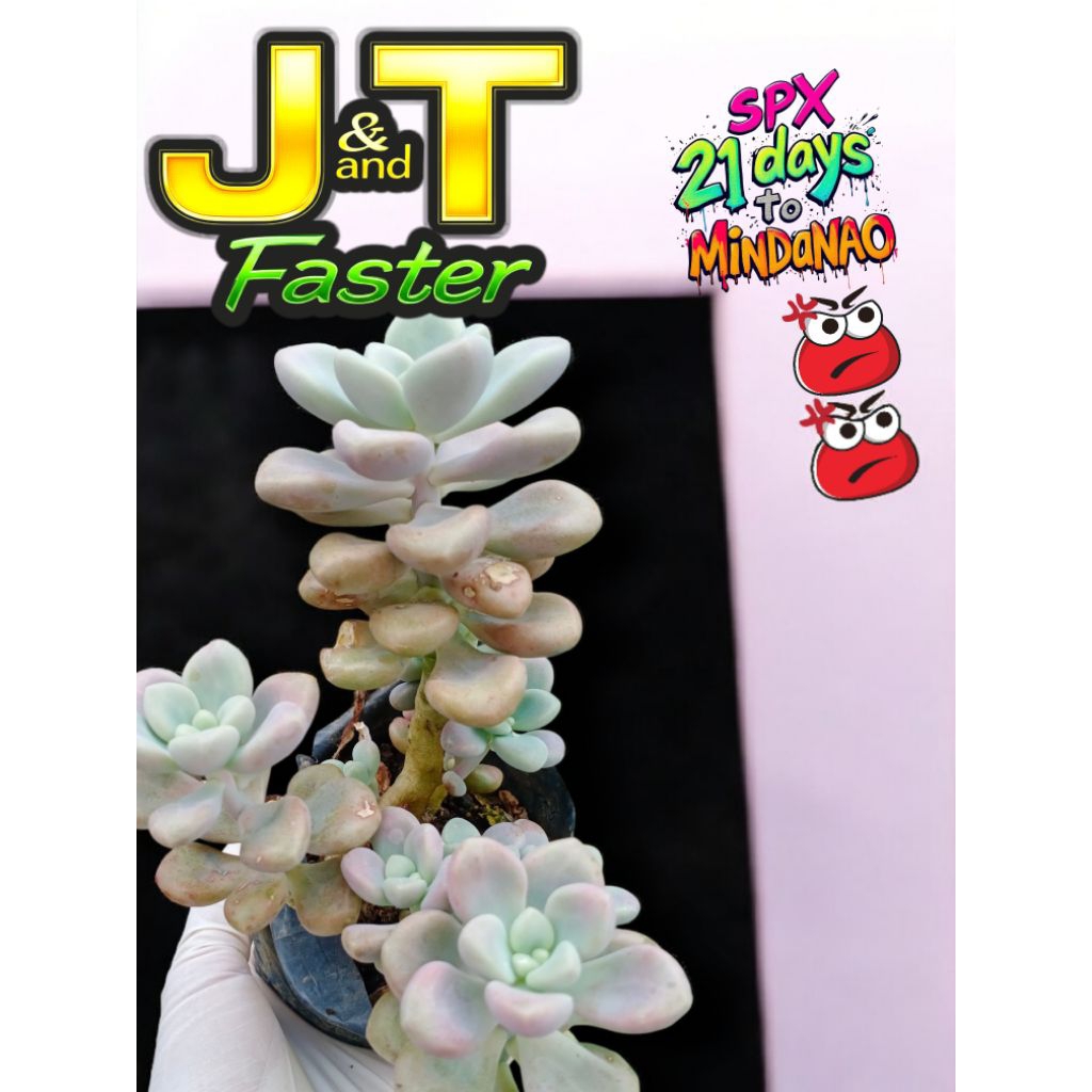 Grapto Succulent - Pink Ellen, Choose J and T Courier, Hwag SPX ...