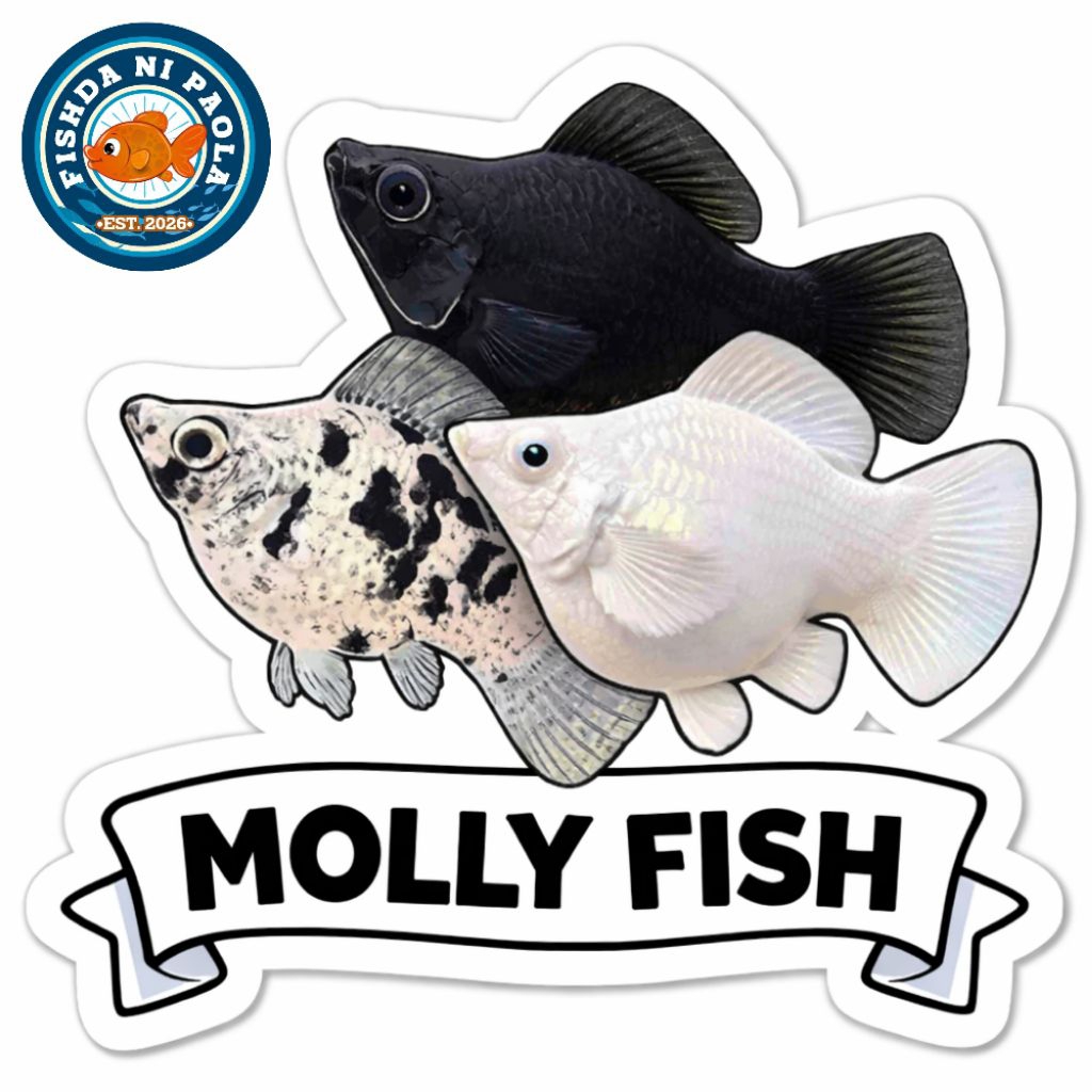 Shop balloon molly for Sale on Shopee Philippines