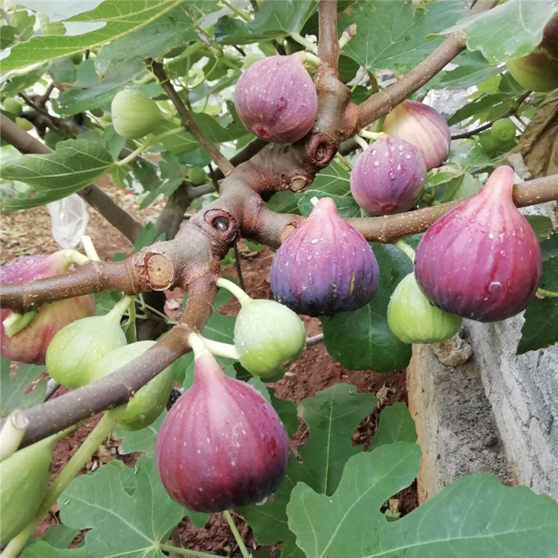 (600 seeds) Dwarf Fig Tree Seeds for Planting Fruits Edible Ficus ...
