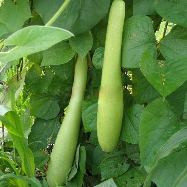 20 seeds High Yield Upo Seeds Hybrid Long Bottle Gourd Seeds/Giant ...