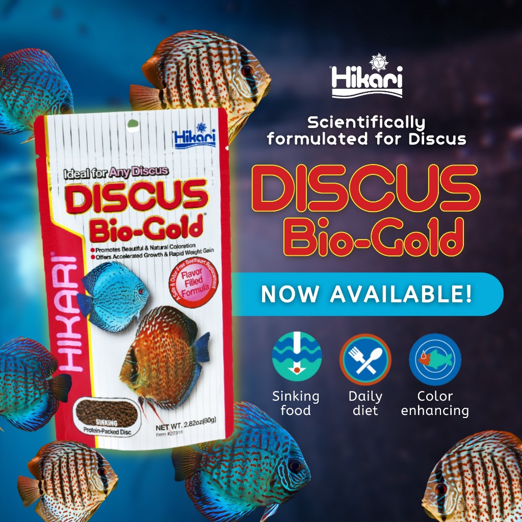 Hikari Discus Bio Gold Sinking Pellet (Promotes Beautiful Coloration ...