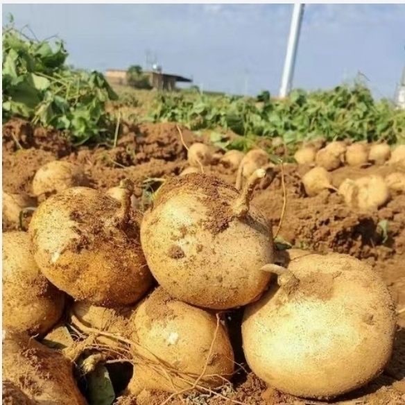 (20 Seeds) SINGKAMAS / Mexican Turnip Seeds sweet potato seeds - High ...