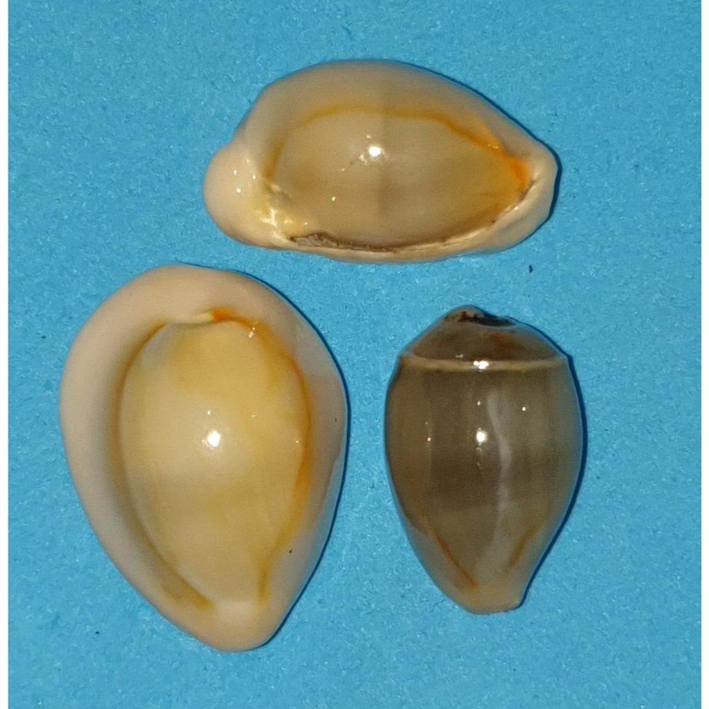 CYPRAEA ANNULUS plus 2 amazing Freak Growth. 3 Pieces. | Shopee Philippines