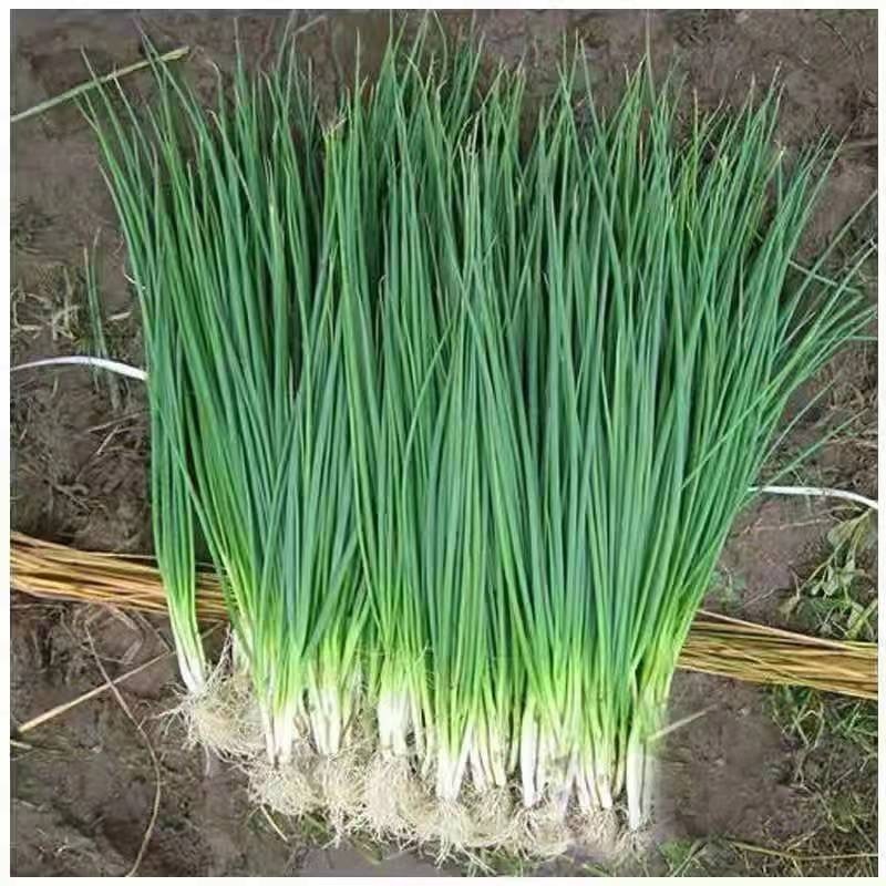 Spring Onion Seeds | Dahon Sibuyas | Vegetable seeds | F1Seeds | 500 ...