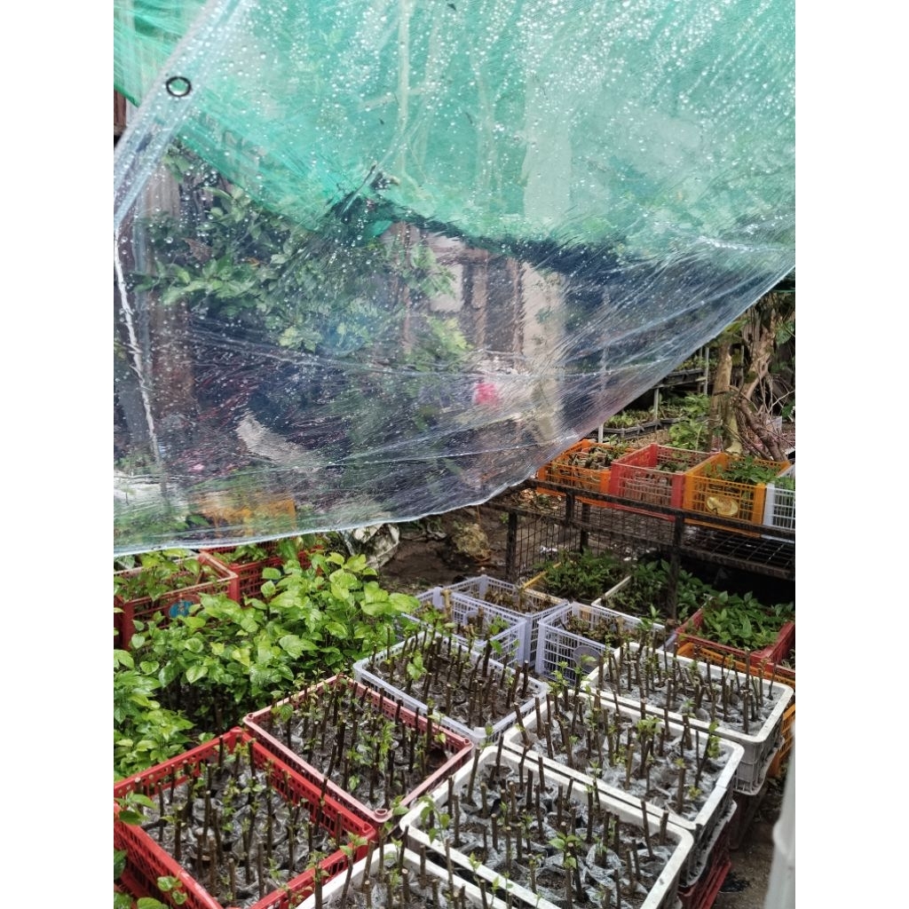 CLEAR TRAPAL WATER PROOF | Shopee Philippines