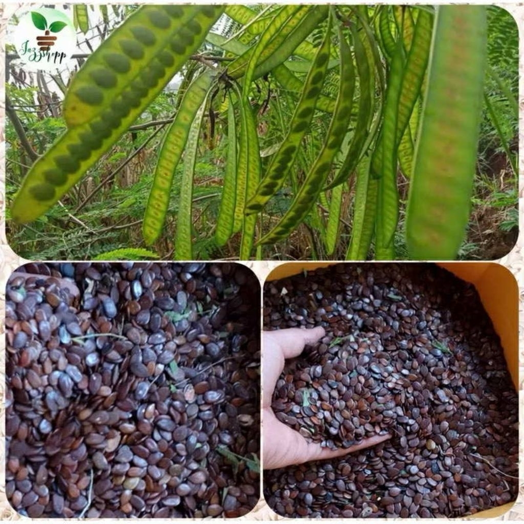 Ipil Ipil seeds for planting 100seeds | Shopee Philippines