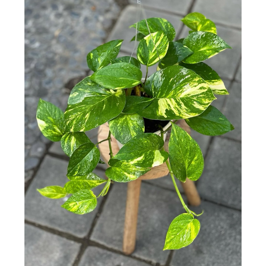 BUY 1 TAKE 1 FREE - GOLDEN POTHOS - (not seeds) with FREE plastic pot ...