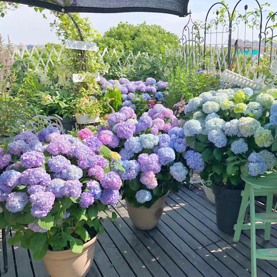 20seeds/pack Hydrangea Flower Seeds Mixed Variety Hydra Flowers Seed ...
