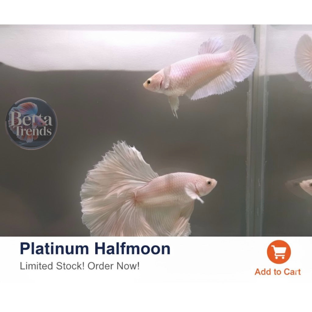 PLATINUM HALFMOON BETTA Pair or Male only | Shopee Philippines