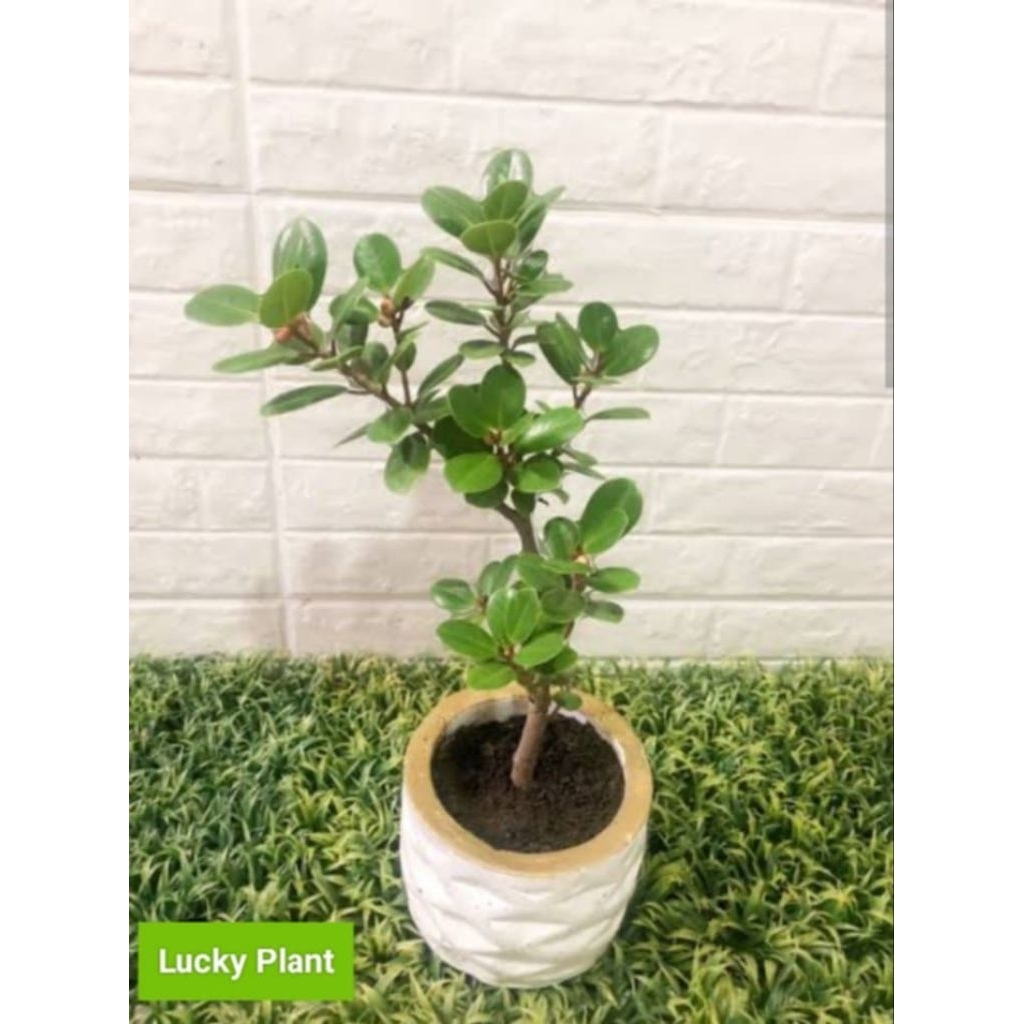 Ficus nana I Bonsai I Live Plant I Money. Tree I Fully Rooted | Shopee ...