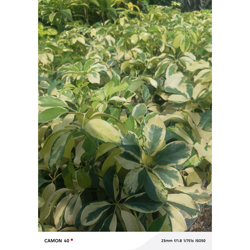 VARIEGATED SUPLERA OR FIVE FINGER LUCKY PLANTS LIVE ROOTED PLANTS ...
