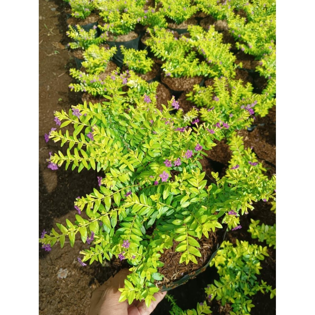 Golden Copea /ROOTED/Outdoor Plant | Shopee Philippines