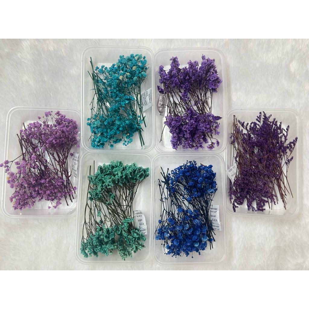 Dried Gypsophila,Caspia, Misty Preserved Real Flowers in a Tub | Shopee ...