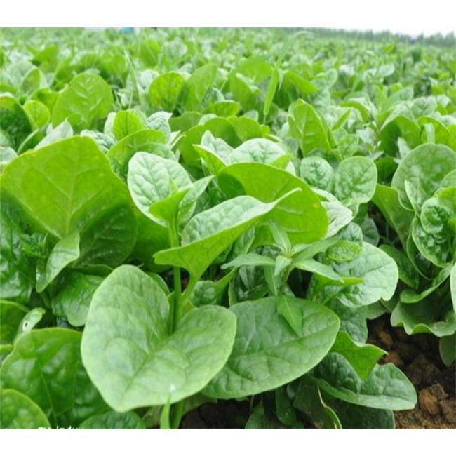 Green Alugbati Malabar Spinach Vegetable Seeds ( 30 seeds ) | Shopee ...