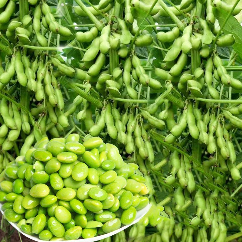Green Soybean Edamame Soya Beans Vegetable Seeds ( 20 seeds ) - Edamame ...