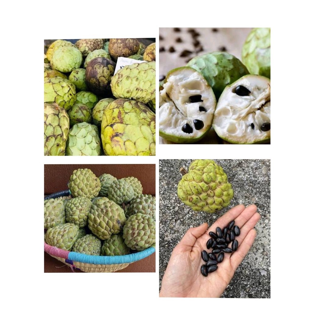 Shop anonas for Sale on Shopee Philippines