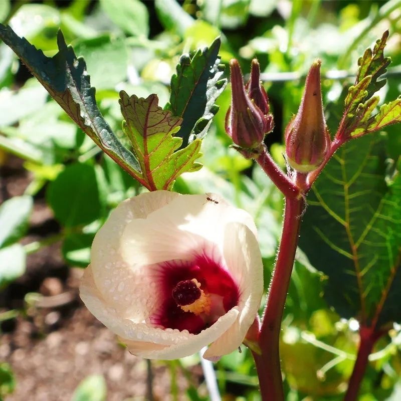 50 seeds Fresh Red Okra Seeds for Planting Vegetables Fast Growing High ...