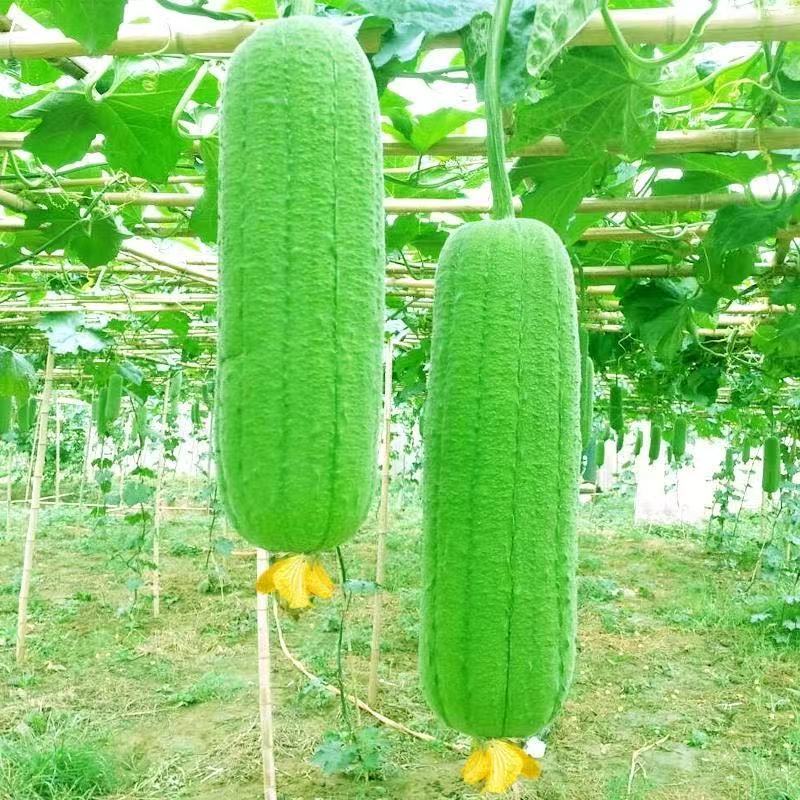 20 SEEDS Patola Smooth Seeds - Edible vegetable seeds smooth patola ...