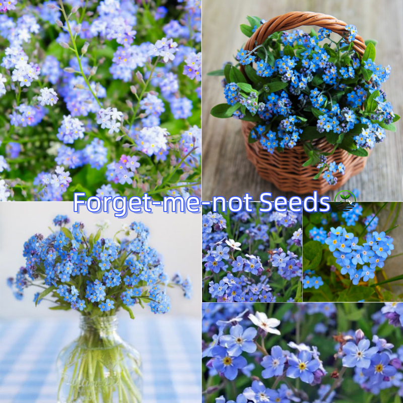 Forget me not Seeds(10seed)Easy Grow-Germinating Easy-Buto ng bulaklak ...