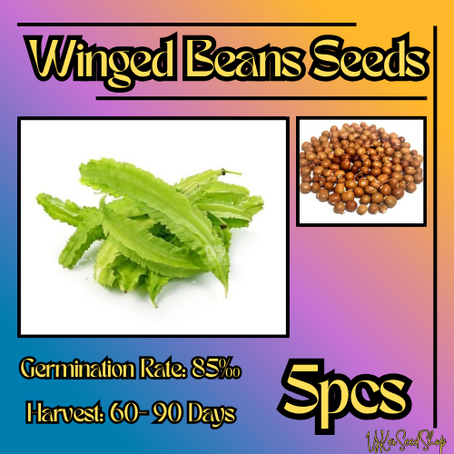 Winged Beans Seeds (5pcs) | Shopee Philippines