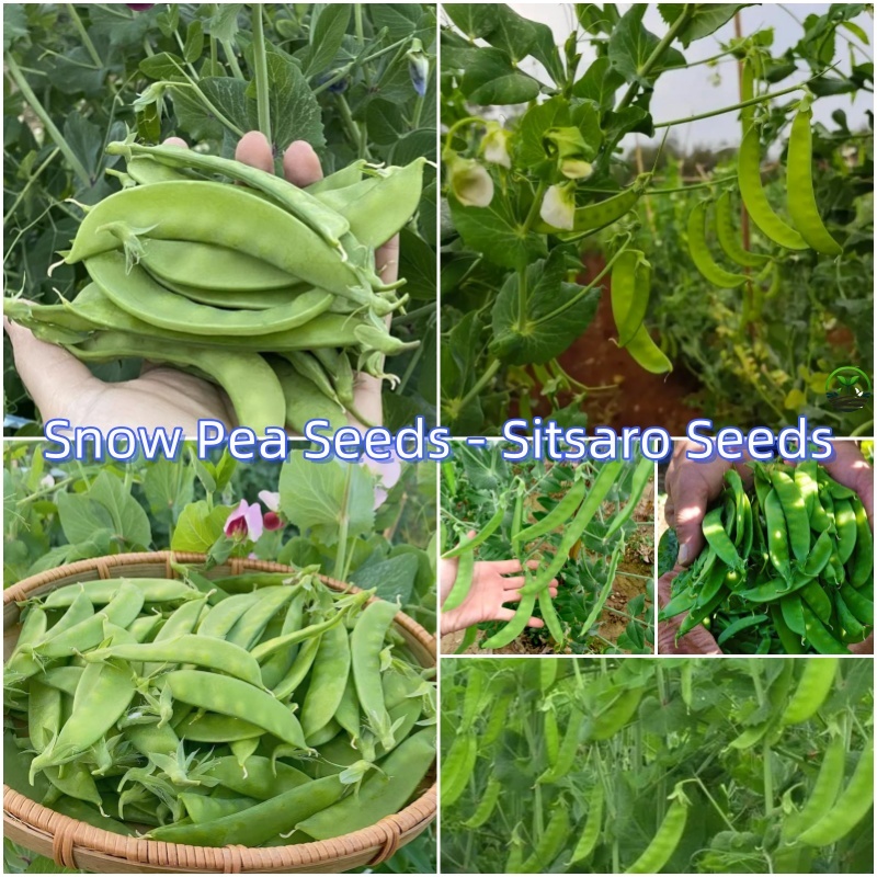 20seeds/pack Snow Pea Seeds Premium Sugar Snap Pea Seeds for Crisp ...