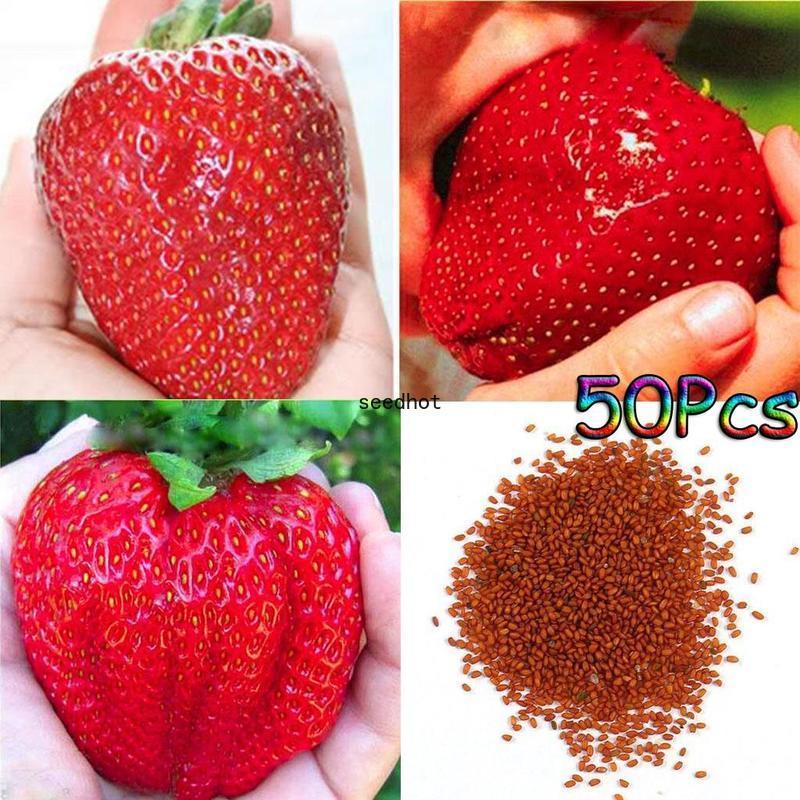 50Pcs Garden Fruit Plant Delicious Giant Maximus Strawberry Seeds Farm ...
