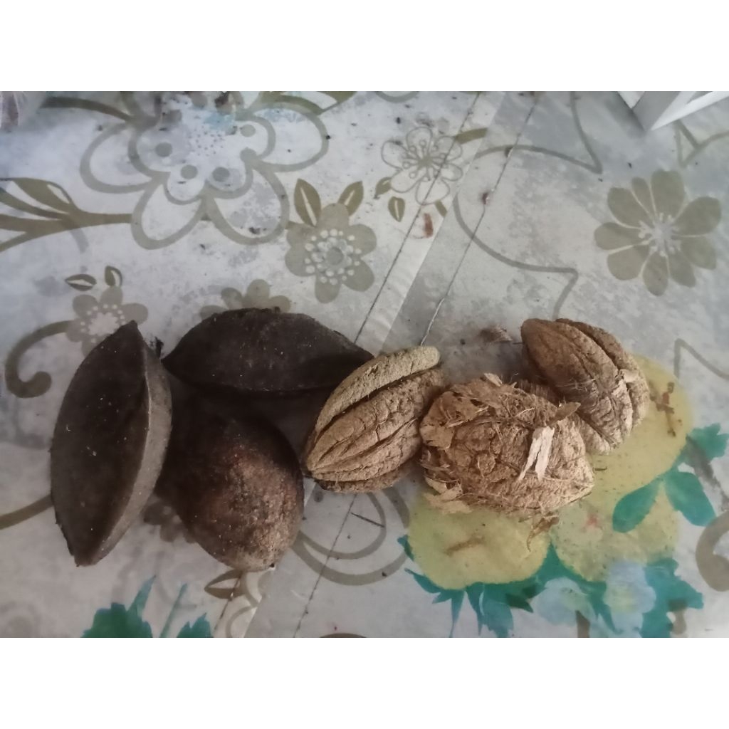 talisay tree seeds for planting 10 pcs | Shopee Philippines