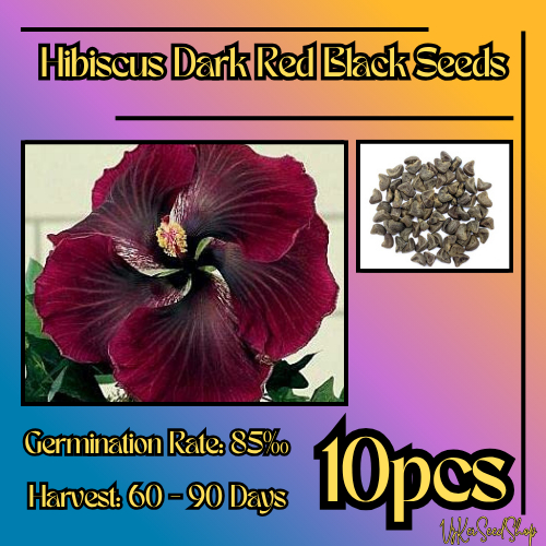 Hibiscus Dark Red Black Seeds (10pcs) | Shopee Philippines