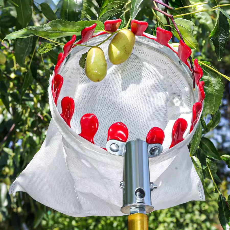 Rust-Proof Fruit Picker with Long Adjustable Pole for Harvesting Mango ...