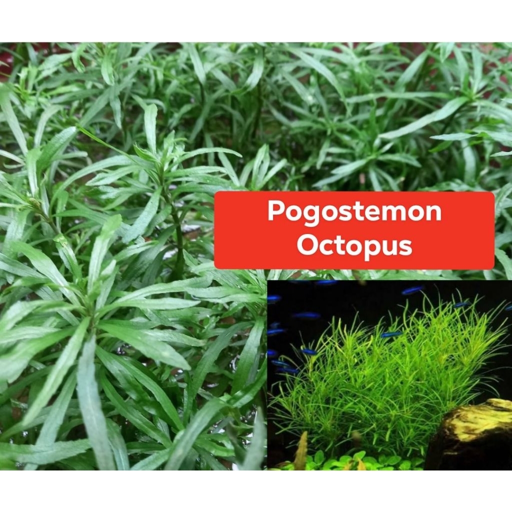 POGOSTEMON*STELLATUS*OCTOPUS*(6STEMS) | Shopee Philippines