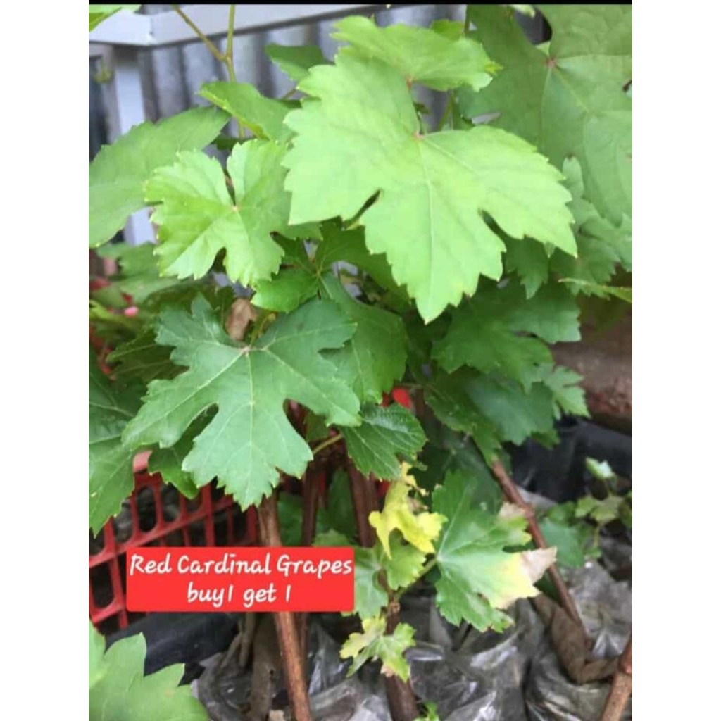 CARDINAL GRAPE CUTTING ROOTED SEEDLING KAYA BUHAY | Shopee Philippines
