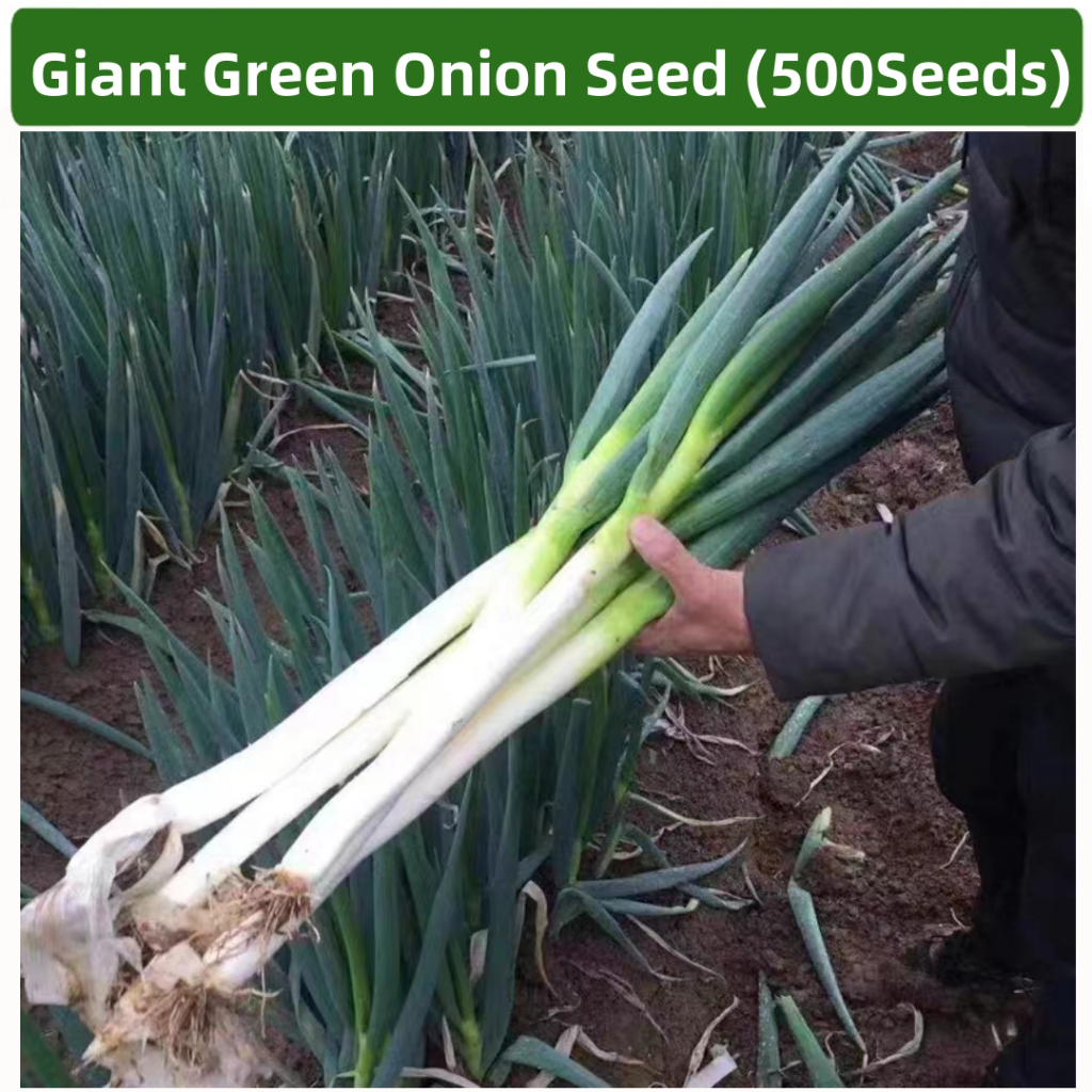 (500 SEEDS) DAHON NG SIBUYAS/BUNCHING ONION/JAKKOU VARIETY/EASY TO GROW ...