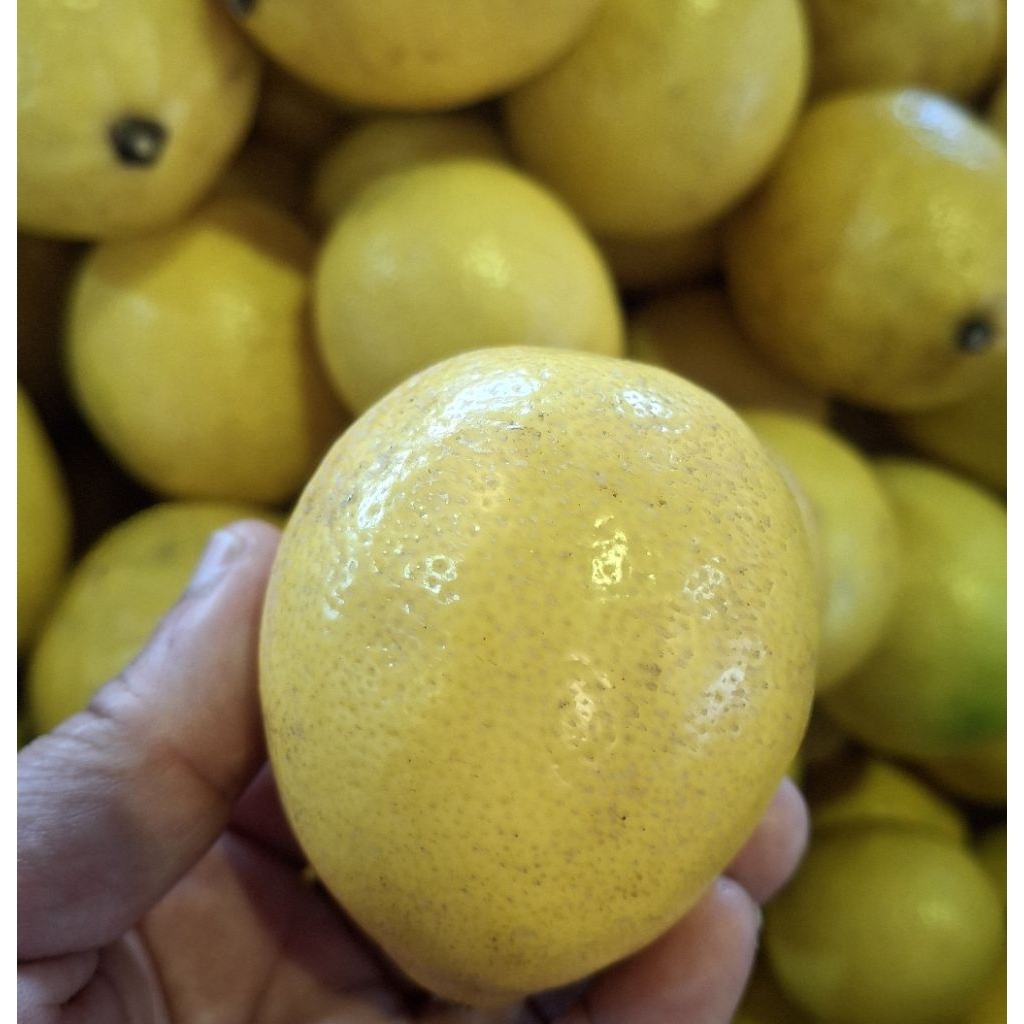 yellow lemon fresh ( local) | Shopee Philippines